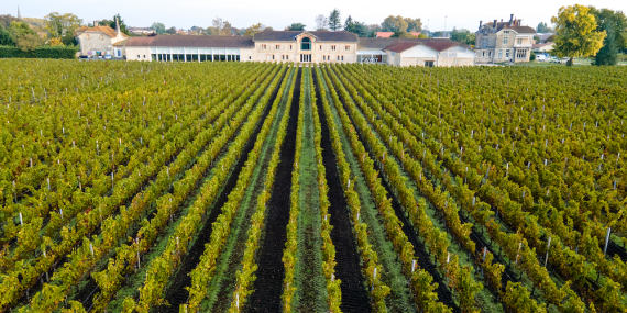 Vignobles Clément Fayat joins the VitiRev Innovation fund | Fayat Group